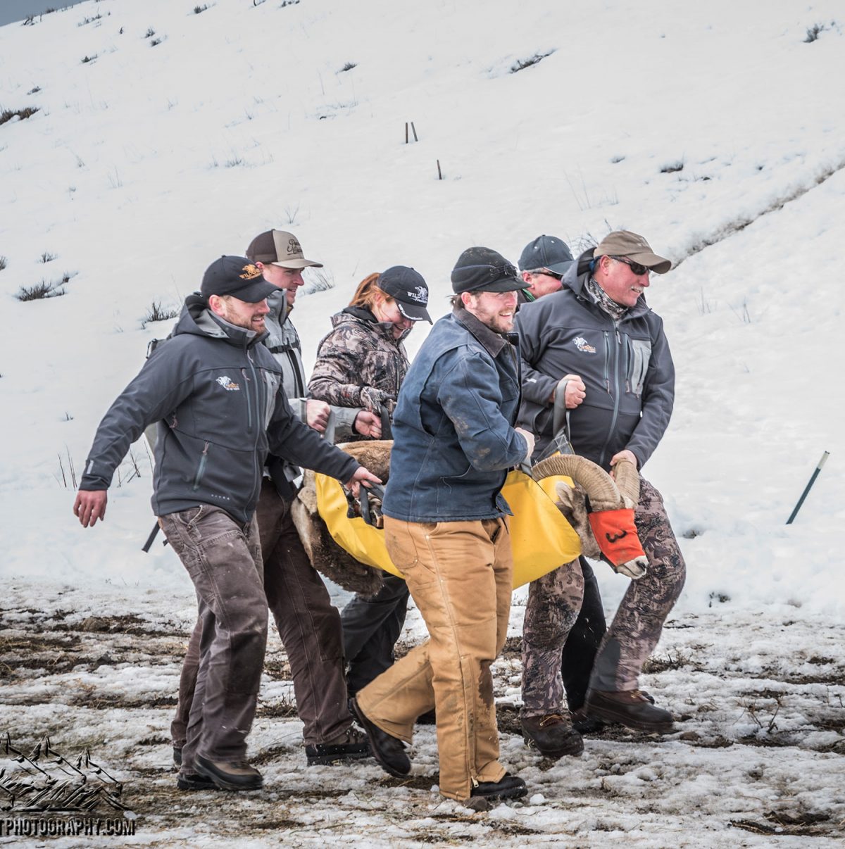 Priscilla Peak Bighorn Sheep Habitat Prescribed Burning – Montana Wild ...