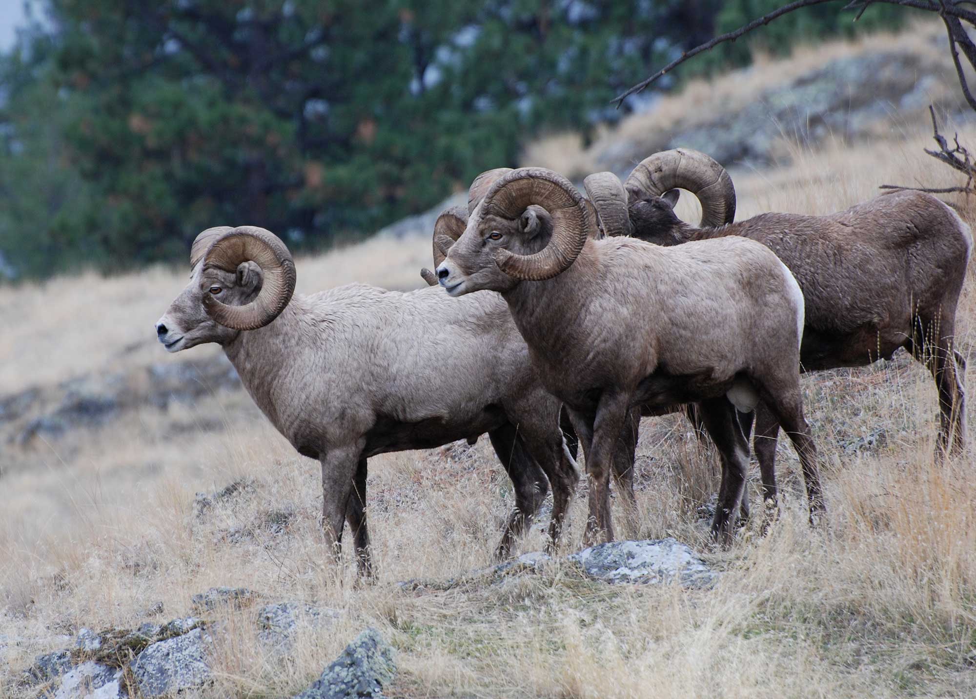 ABOUT – Montana Wild Sheep Foundation